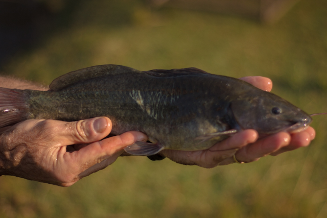 Jundiá - Piscicultura Dalbosco Toledo-PR | Piscicultura Dalbosco Toledo-PR